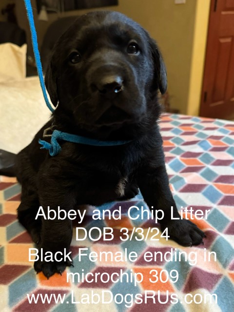 AKC Labrador Retrievers