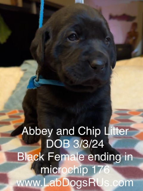 AKC Labrador Retrievers