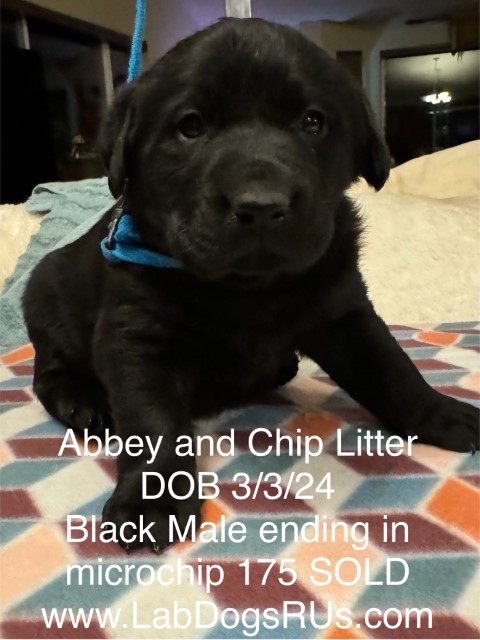 AKC Labrador Retrievers