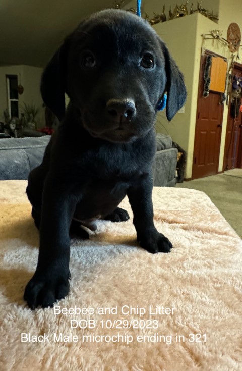 AKC Labrador Retrievers