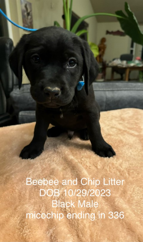 AKC Labrador Retrievers