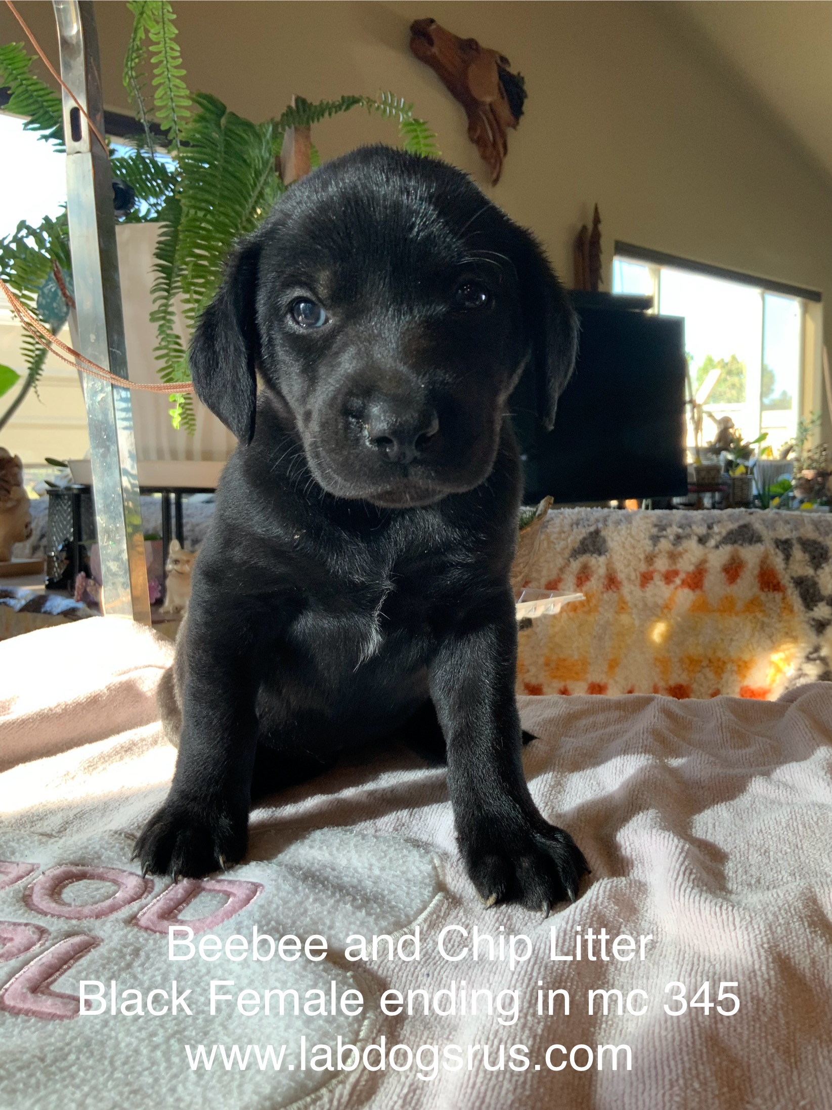 AKC Labrador Retrievers