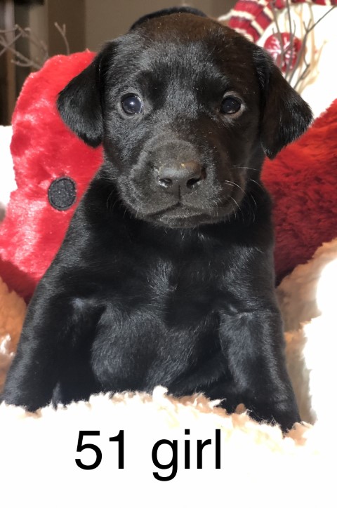 AKC Labrador Retreivers