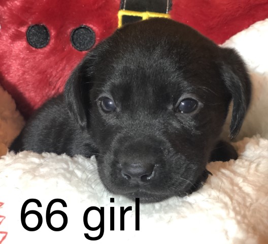 AKC Labrador Retreivers