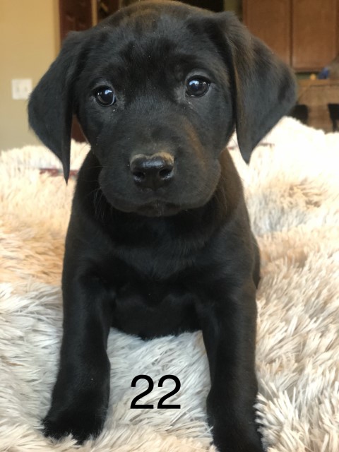 AKC Labrador Retreivers