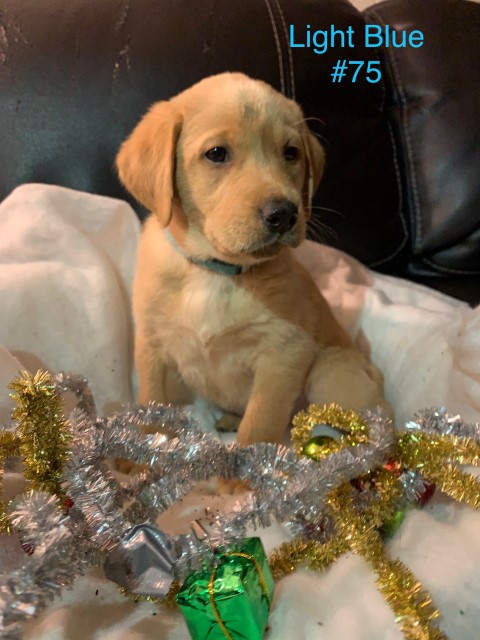 AKC Labrador Retreivers