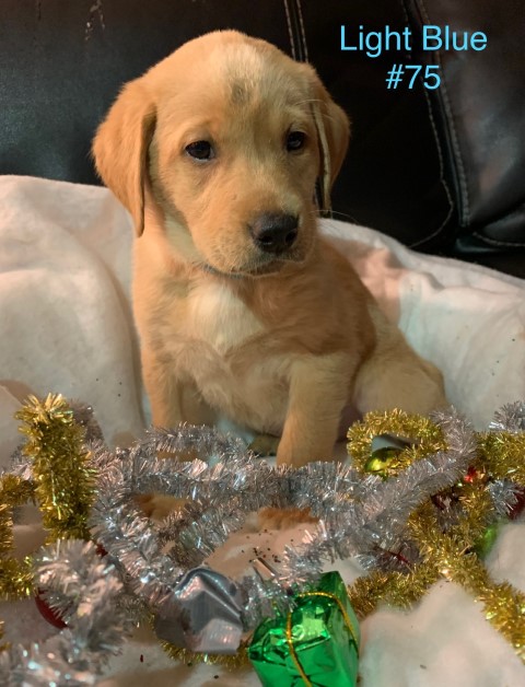 AKC Labrador Retreivers