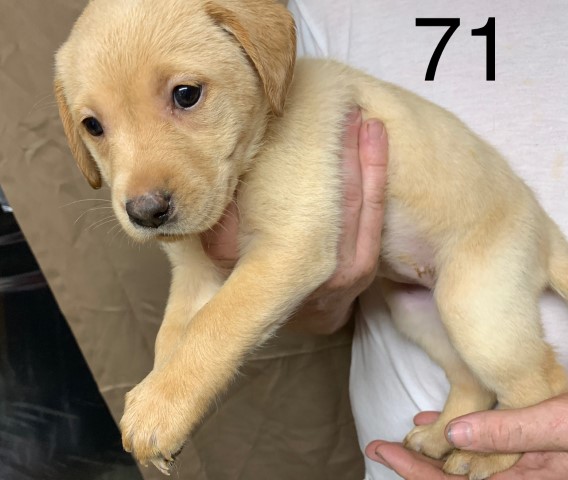 AKC Labrador Retreivers