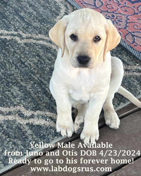 AKC Labrador Retrievers