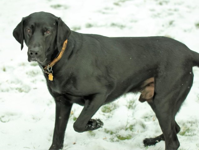 AKC Labrador Retrievers