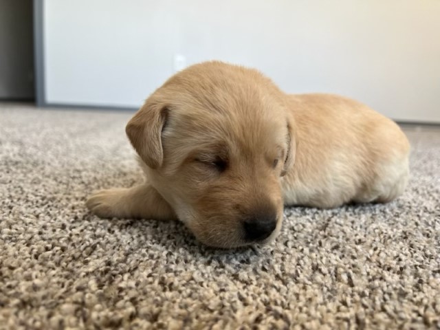 AKC Labrador Retrievers