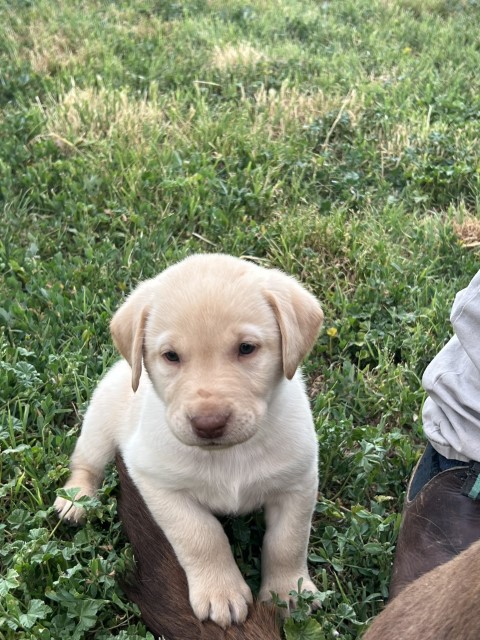 AKC Labrador Retrievers